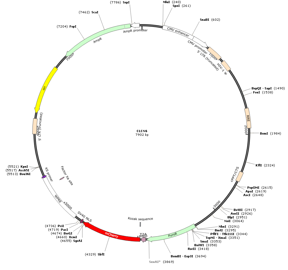 crispri | Illuminating the Dark Matter of the Genome
